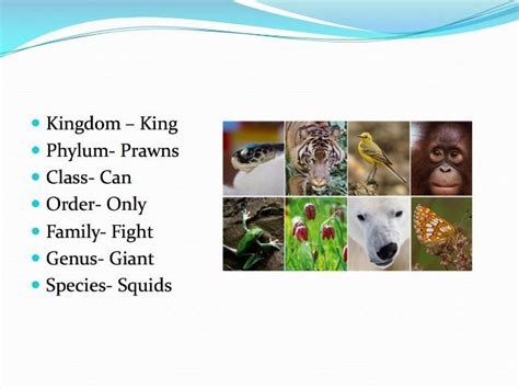 Classification And Evolution Ocr As Level Biology Teaching Resources