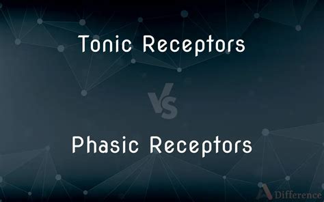 Tonic Receptors Vs Phasic Receptors — Whats The Difference