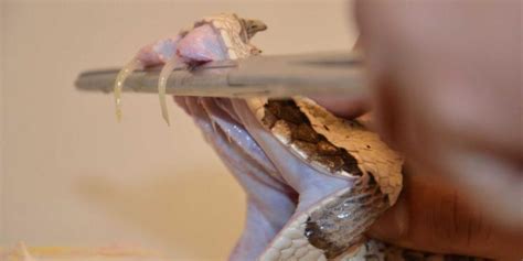 Unam Scientists Create Antidote Against Bites Of The Deadliest Snakes