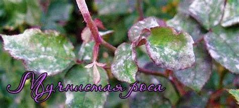 ვარდის დაავადებები ვარდების მოყვარულთა საზოგადოება Facebook