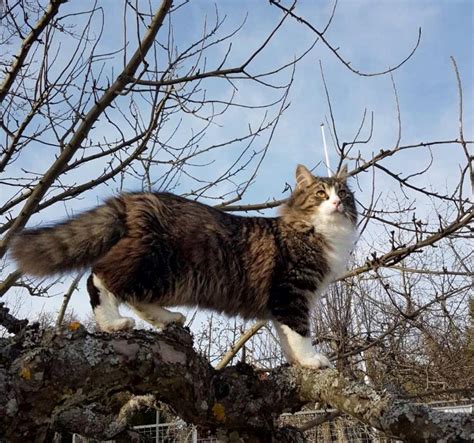 Fakta Län Västmanlands Län Försvann 2023 11 16 Kattens ålder Vuxen