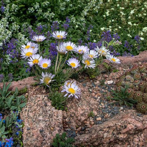 The Easter Daisy Aka Townsends Daisy Xeric Garden