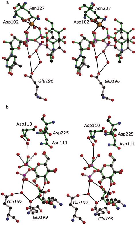 Stereo Views Of The Superposition Of Reaction Products A Ndp Glucose