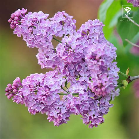 خرید سبد گل پول جدیدترین طرح سبد گل شیک و خاص سال 2022 آفر ویژه