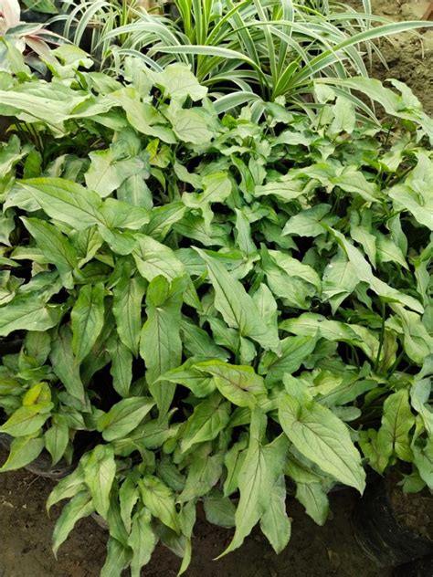 Pinellia Pinellia Ternata Benefits Uses Side Effects Research And More Herbal Reality