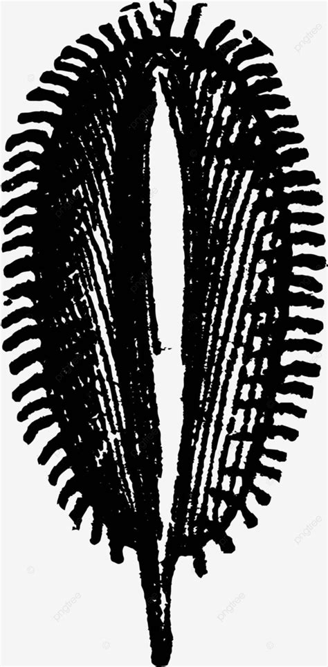 Phyllograptusvintage Engraving White Genus Extinct Vector White Genus