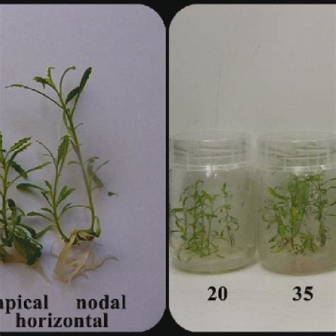 Micropropagated Plants Of C Ambrosioides L Cultivated In A Different