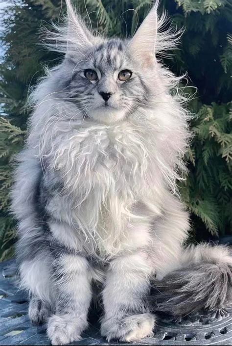 How To Tell Maine Coon Cat At Jamie Gibb Blog