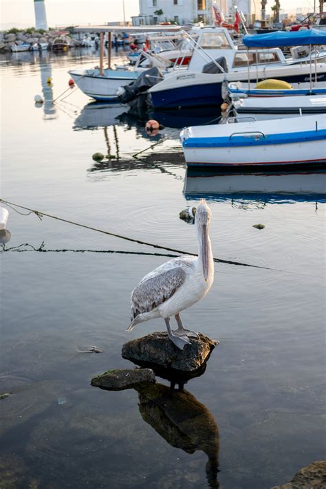 A Pelican Is Standing On A Rock In The Water Photo Free Phokaia Image