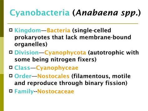 Classification 20 Powerpoint[1]