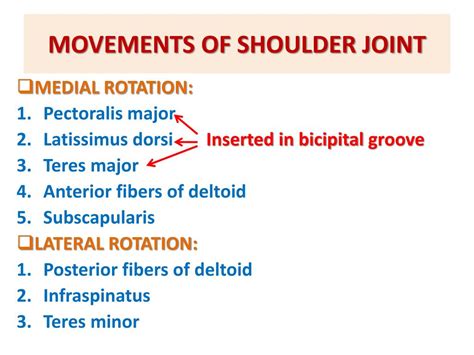 Ppt Anatomy Of The Shoulder Region Powerpoint Presentation Free