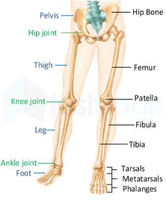 Solved Which Is The Largest Bone In The Human Body