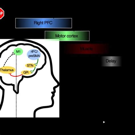 Hypothetical Model Of The Temporal Cascade Of Processes Underlying Download Scientific