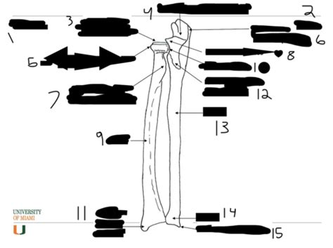 Radius Ulna Osteology Flashcards Quizlet