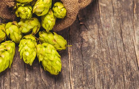 Beer Hops Characteristics At Howard Vasquez Blog