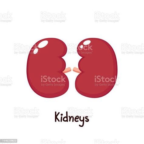 흰색 배경에 격리된 신장 벡터 아이콘 내부 장기 인간의 신장 건강관리와 의술에 대한 스톡 벡터 아트 및 기타 이미지 건강관리와 의술 건강한 생활방식 건축물 Istock