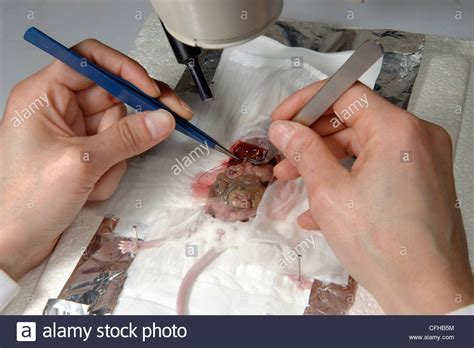 Biologist Dissecting Mouse In Laboratory During Biology Research Stock