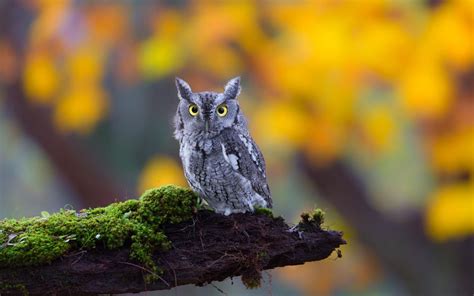 Серая сова Животные Обои на рабочий стол Галерейка