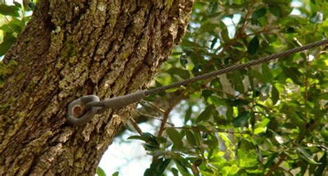 Ortiz Tree Service Chattanooga S Aforrdable And Locally Owned Tree Service