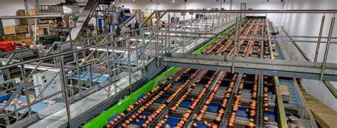 Gs Growers Advanced Optical Sorting Tong Engineering
