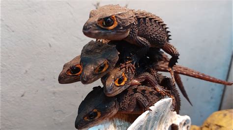 살아있는 투슬리스 드디어 들어왔습니다 Youtube