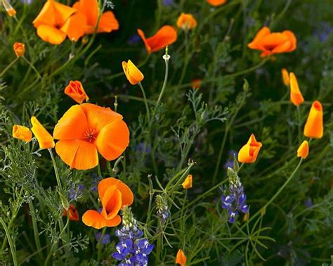 537 Best Floral Arrangements Images On Pinterest