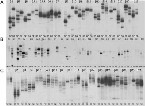 Cdr3 Spectratype Patterns In The Ccr7 Cd8 T Cell Subsets Of Twins