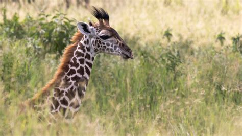 Sensational Serengeti Great Migration Adventure In Tanzania 84467