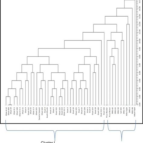 dendrogram showing clustering of 36 luffa hermaphrodita and 11 l