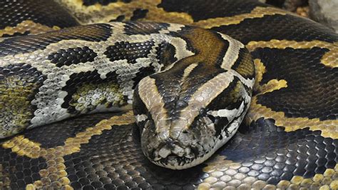 Cops Used Python To Torture Prisoner Youtube
