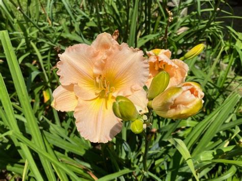 Daylily Creamy Peach