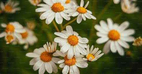 노란색 중심을 가진 흰색 꽃 무리 사진 Unsplash의 벽지 이미지