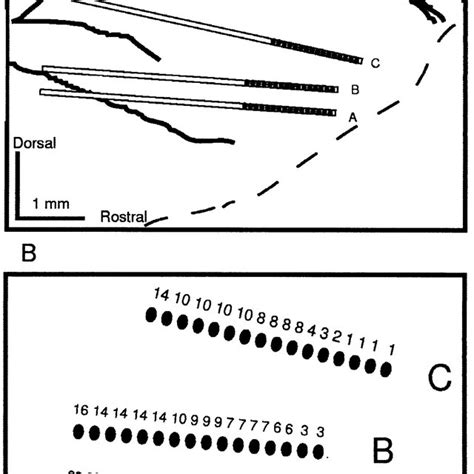 Tonotopic Organization Of The Auditory Cortex A Drawing Download Scientific Diagram