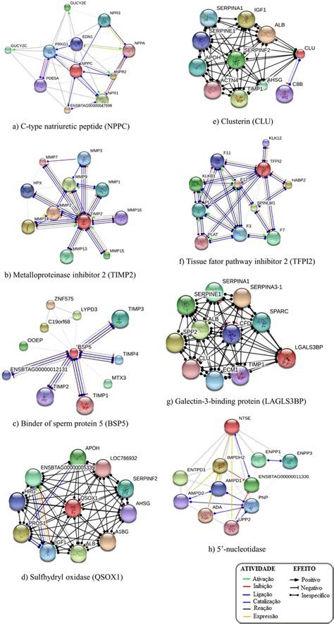in silico analysis of protein protein network as determined by string
