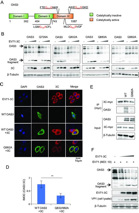 Ev71 3c Pro Cleaves Oas3 At Q982 G983 And Enhances Virus Replication A Download Scientific