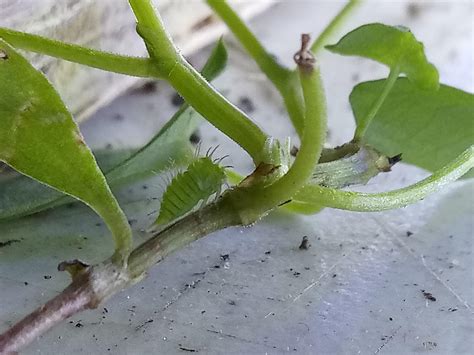 Buffalo Treehopper Nymph Rentomology
