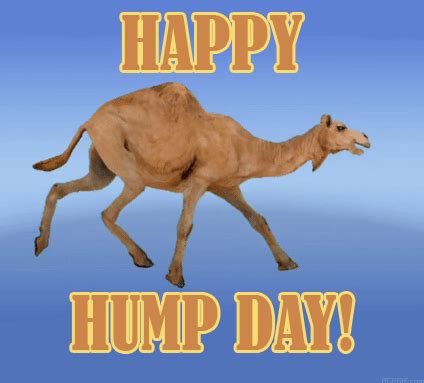 Hump Day Camel Animated 