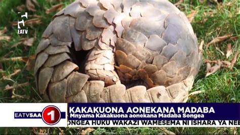 Songea Wabahatika Kumuona Kakakuona Youtube