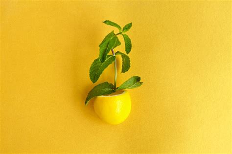 색상 배경에 감귤류 과일이있는 구성 레몬 잎 민트와 얼음 큐브창조적 인 여름 배경 구성 최소한의 레모네이드 음료 컨셉 위쪽 보기 0명에 대한 스톡 사진 및 기타 이미지