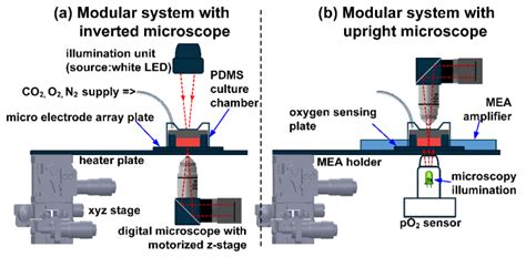 Modular Microscopy Schematic Arrangement For A Inverted Microscopy Download Scientific