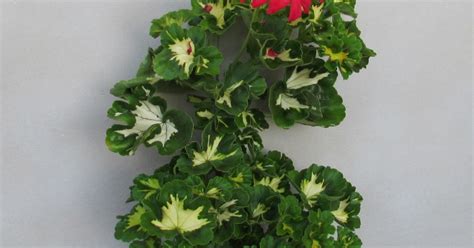 Pelargonium: A Happy Thought