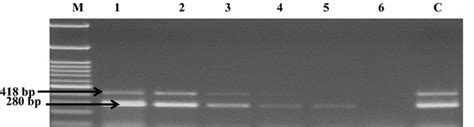 Detection Limit Of R Solanacearum Hpp 53 And E Carotovora Subsp Download Scientific Diagram