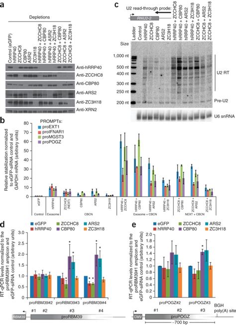 The Human Cap Binding Complex Is Functionally Connected To The Nuclear Rna Exosome Nature