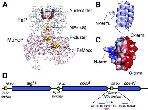 Structure Of Nitrogenase Cown Model And Genomic Region A Structure Download Scientific
