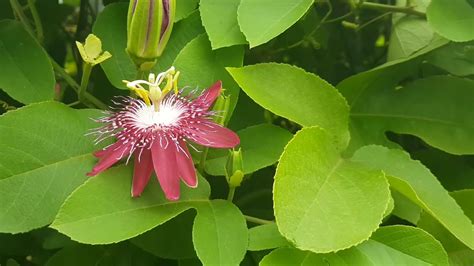 Passion Flower Passiflora Vitifolia Alias Bunga Passiflora Bunga Markisa Youtube
