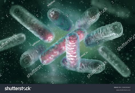 Bacillus Bacteria