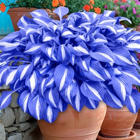 Platago Blue Hosta Seeds 200 Hosta Seeds For Planting Outdoor Garden
