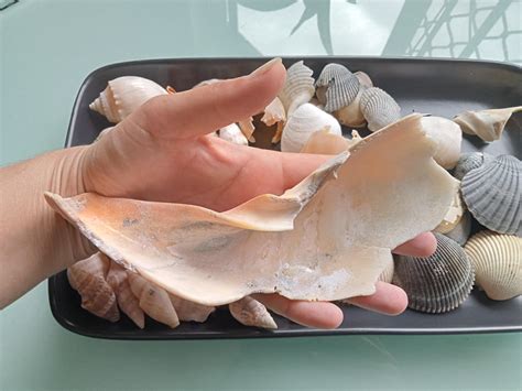 Could Someone Please Help Me Identify This Shell Rmarinebiology