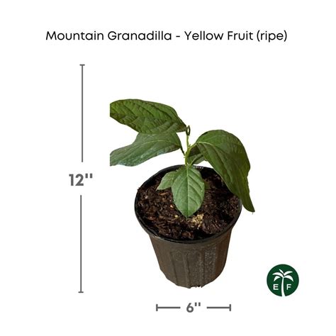 Mountain Sweet Granadilla Plant Exotic Passiflora Ligularis From Guate