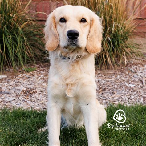Maple And Rodeo Mini Golden Retrievers Mini Golden Retriever Big Hearted Breeders